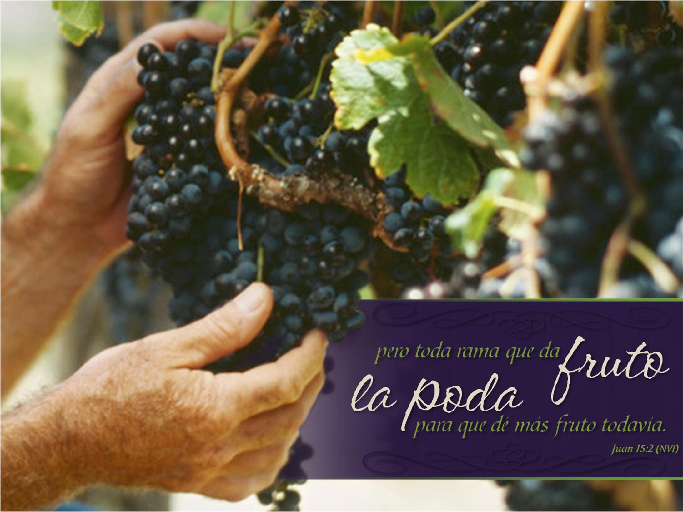 Juan 15:2 texto visualizado | MINISTERIO INFANTIL ARCOIRIS